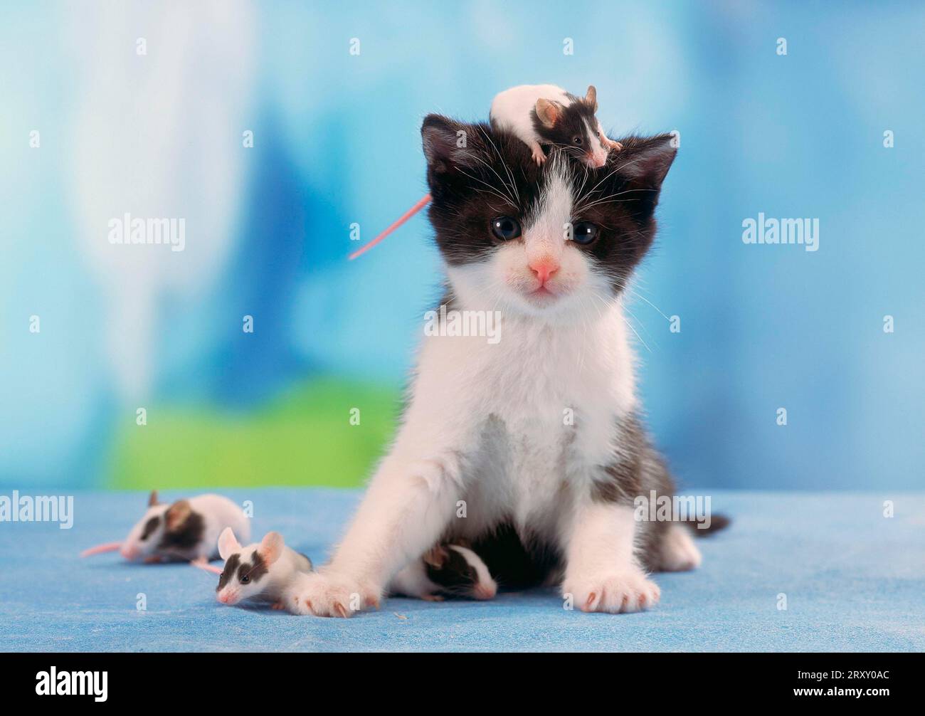 Domestic cat, kittens and coloured mice, detachable Stock Photo - Alamy