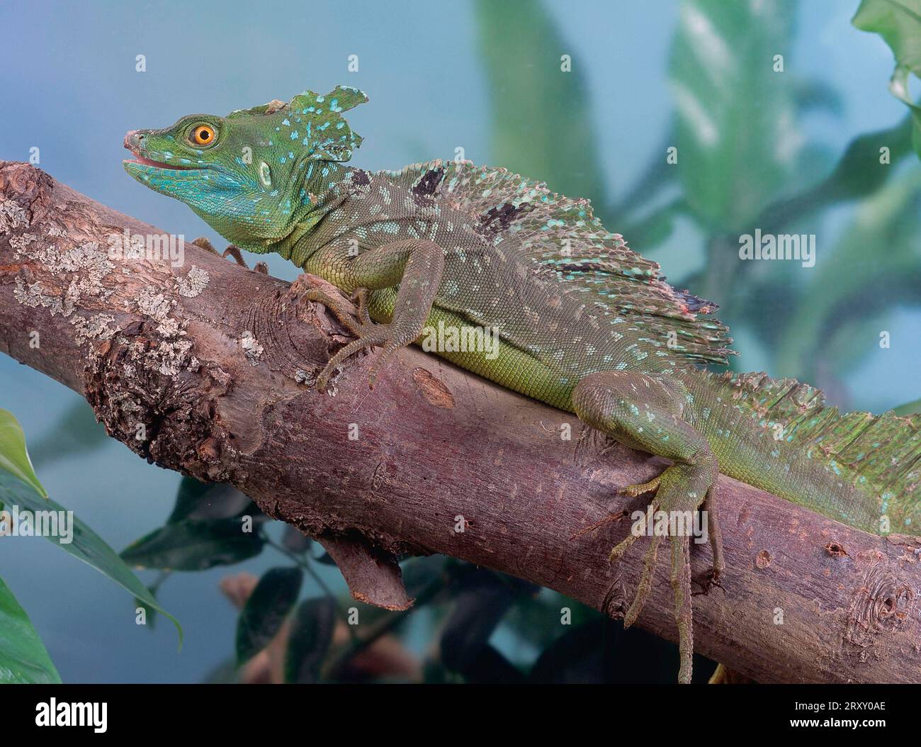 Green plumed basilisk (Basiliscus plumifrons Stock Photo - Alamy