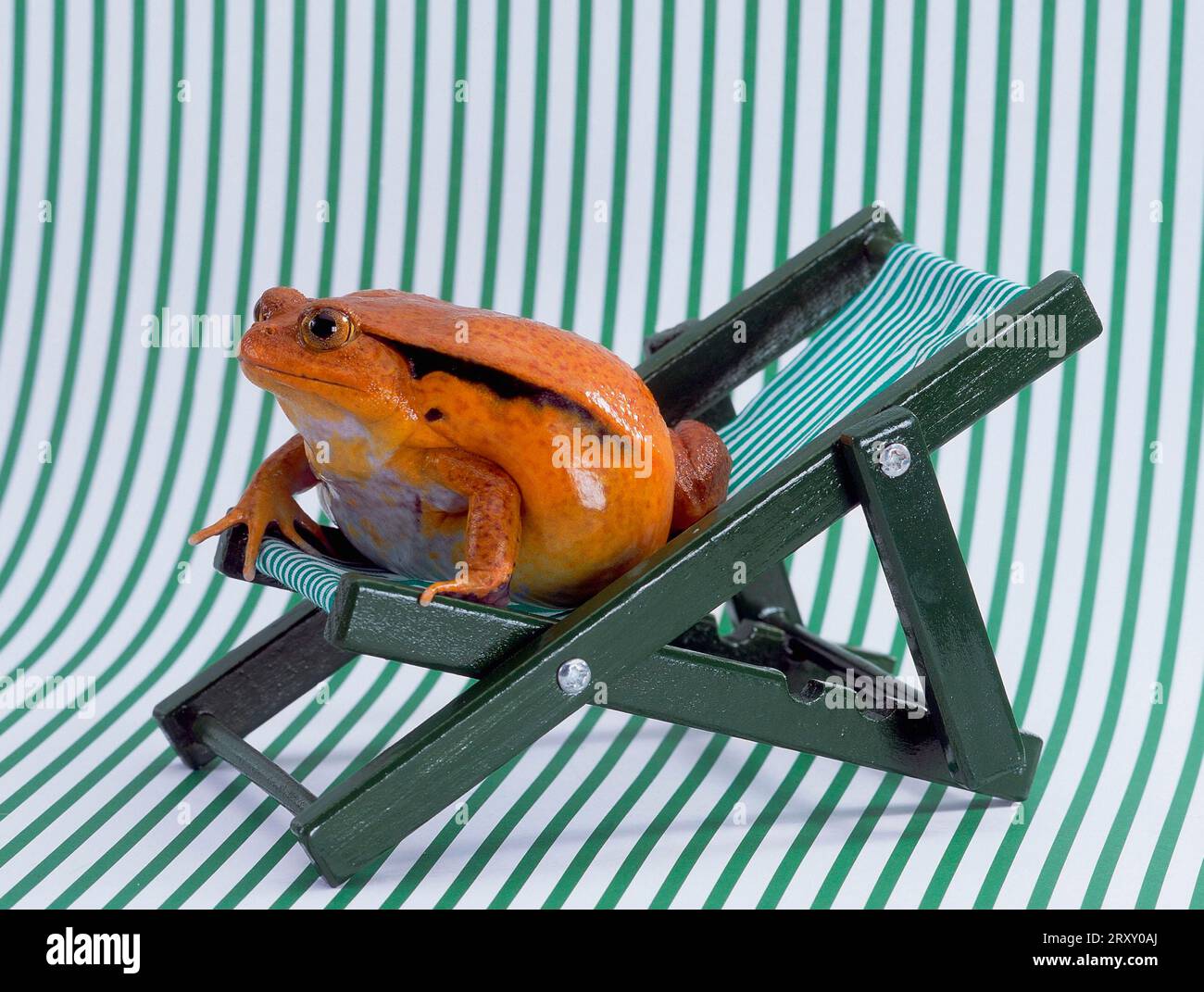 Tomato Frog (Dyscophus antongilii) on deckchair, tomato frog on ...
