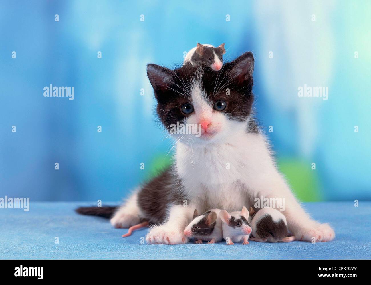 Domestic cat, kittens and coloured mice Stock Photo - Alamy