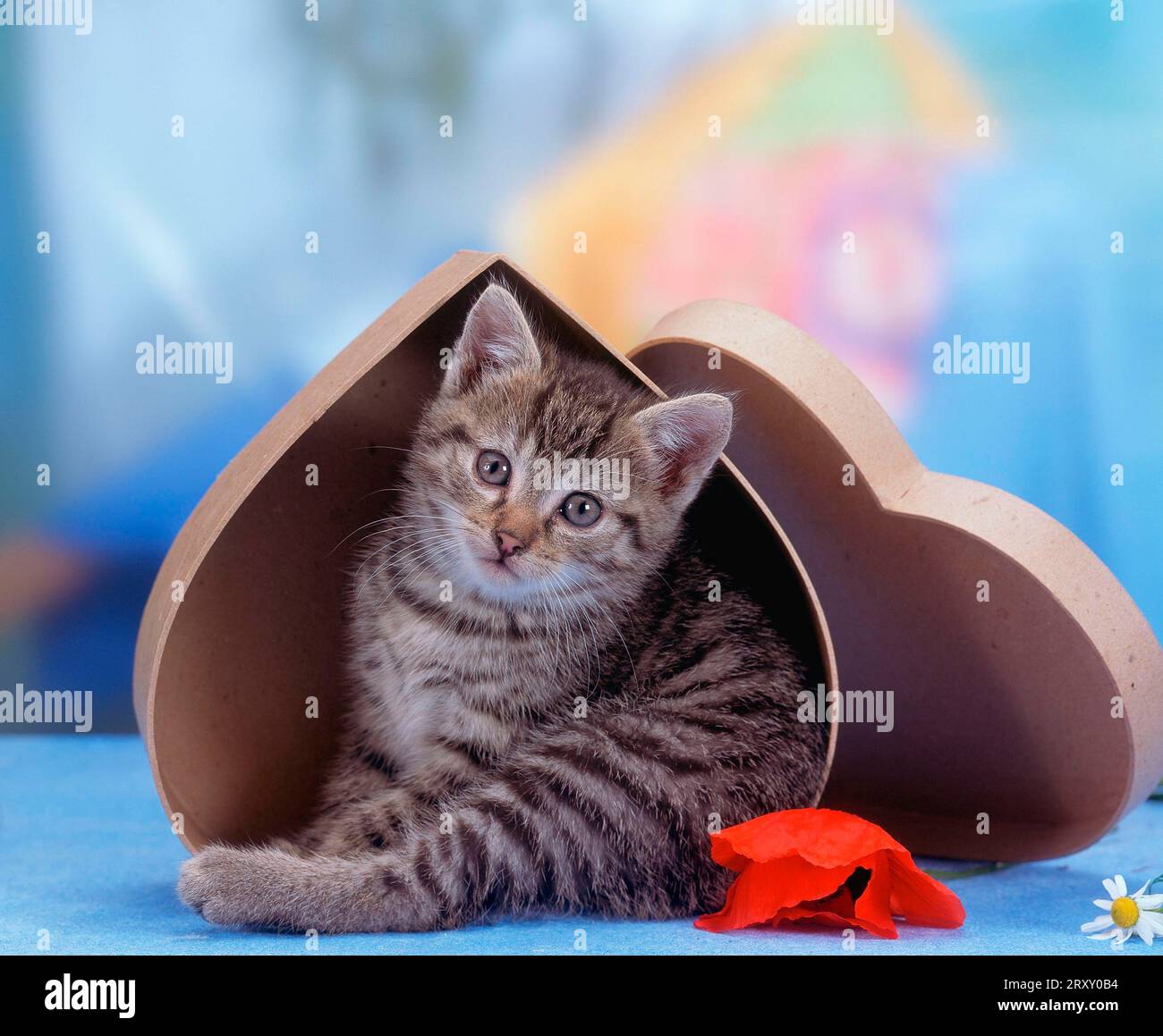 Cat shaped house hi-res stock photography and images - Alamy