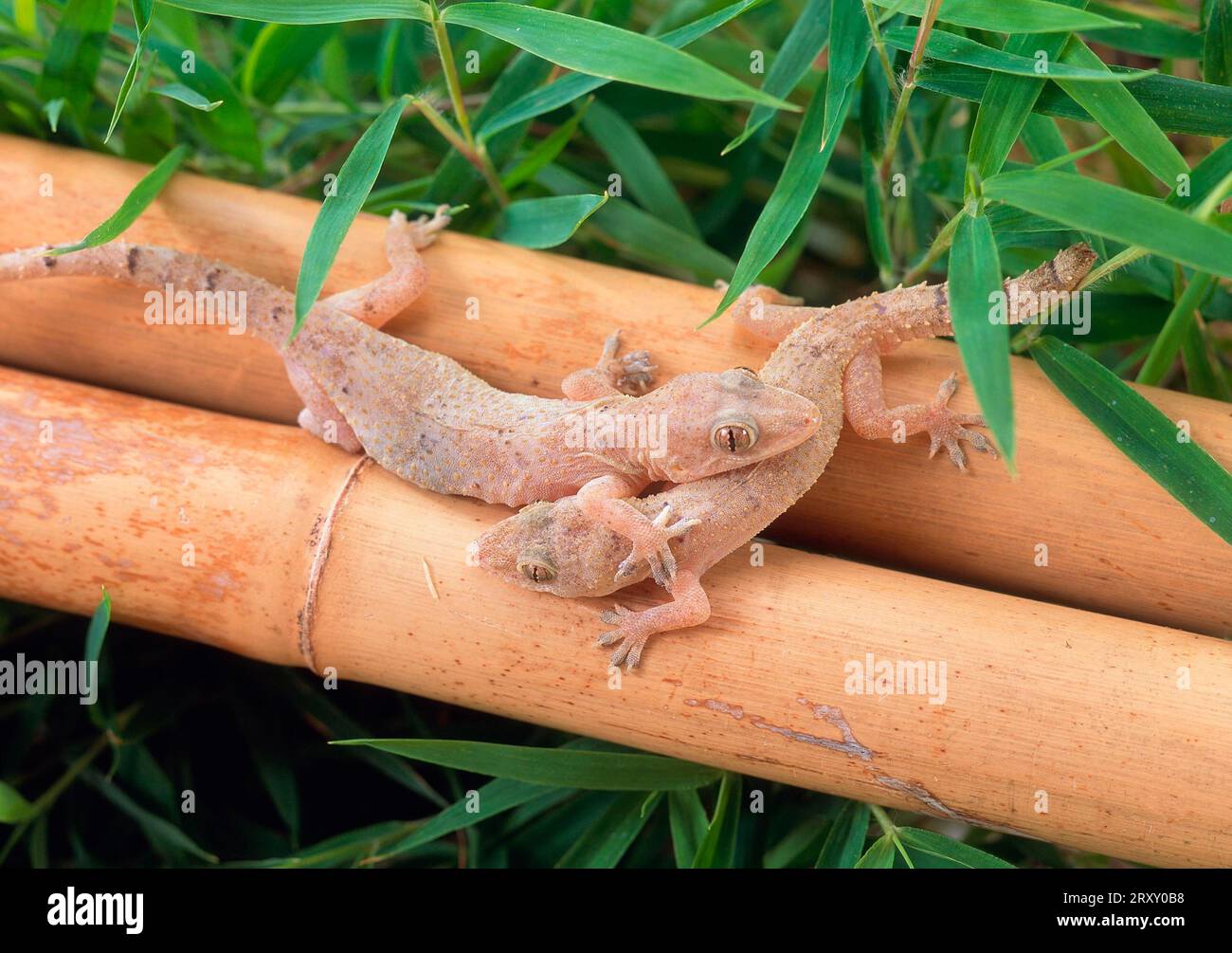 Common common house gecko (Hemidactylus frenatus Stock Photo - Alamy