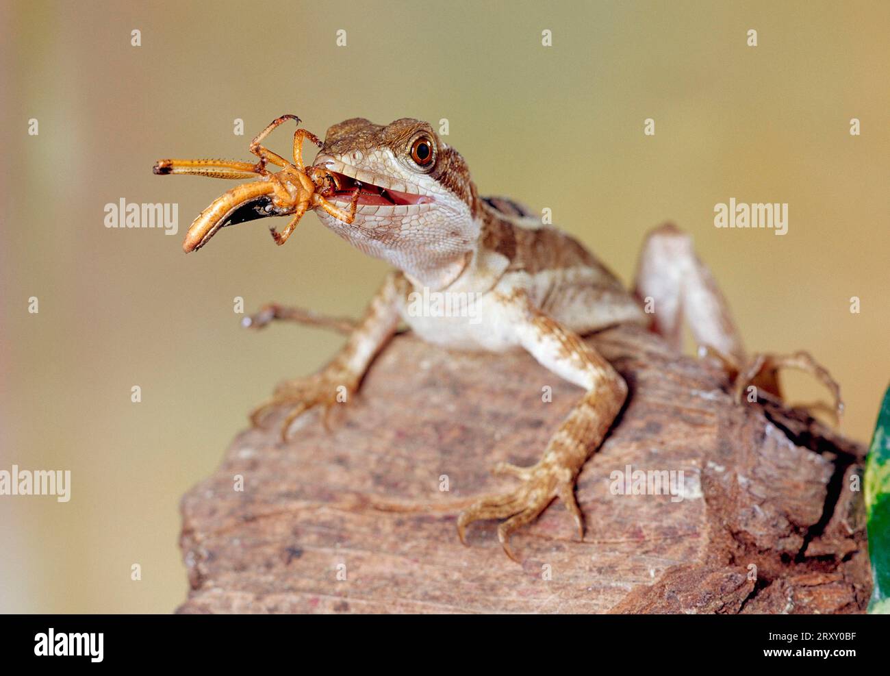 Brown Basilisk, female, eating grasshopper (Basiliscus vittatus Stock ...