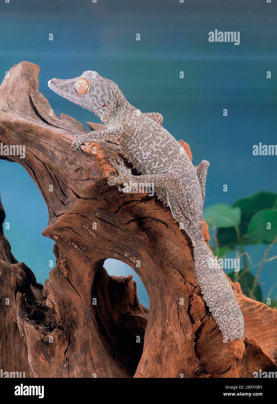 Henkel's leaf-tailed gecko (Uroplatus henkeli), Henkel's flat-tailed ...