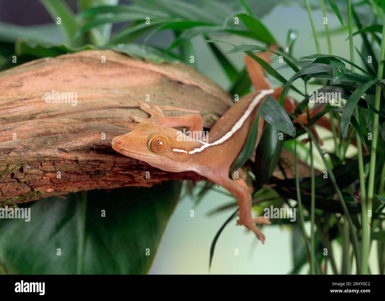 Striped gecko hi-res stock photography and images - Alamy