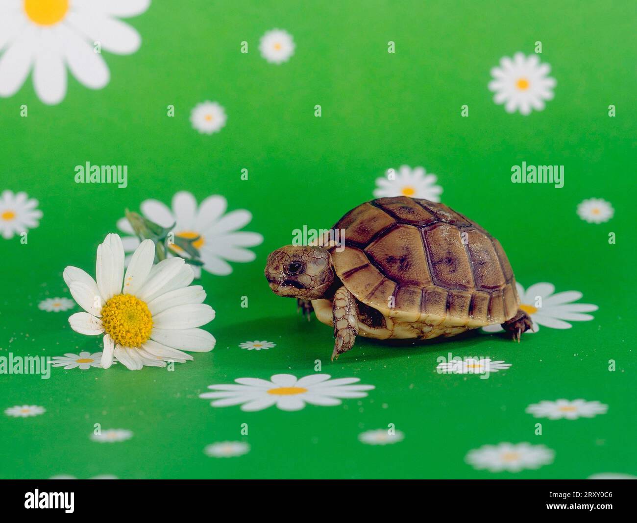 Greek Tortoise, hermann's tortoise (Testudo hermanni) Tortoise, Hermann ...
