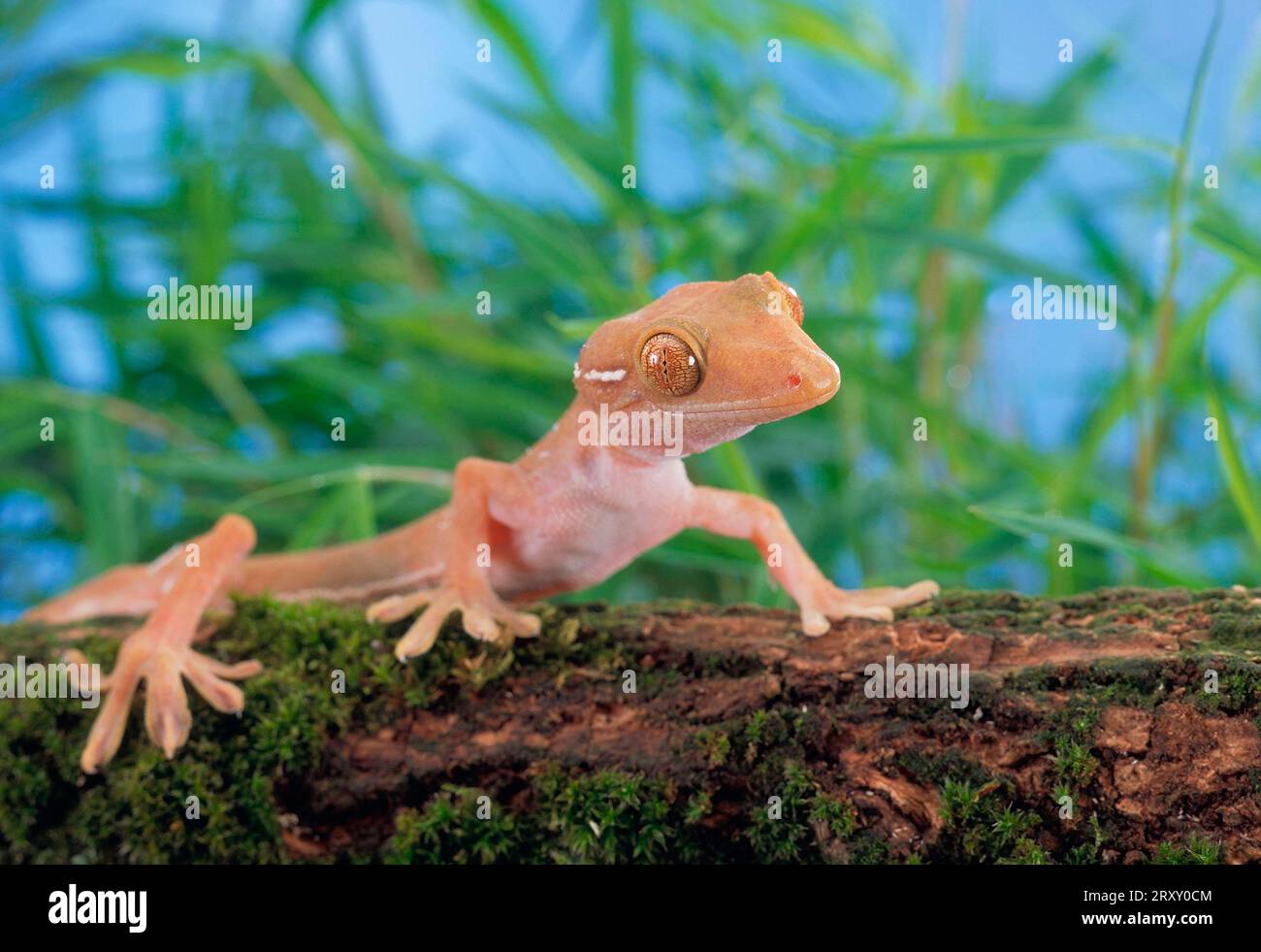 Striped gecko hi-res stock photography and images - Alamy
