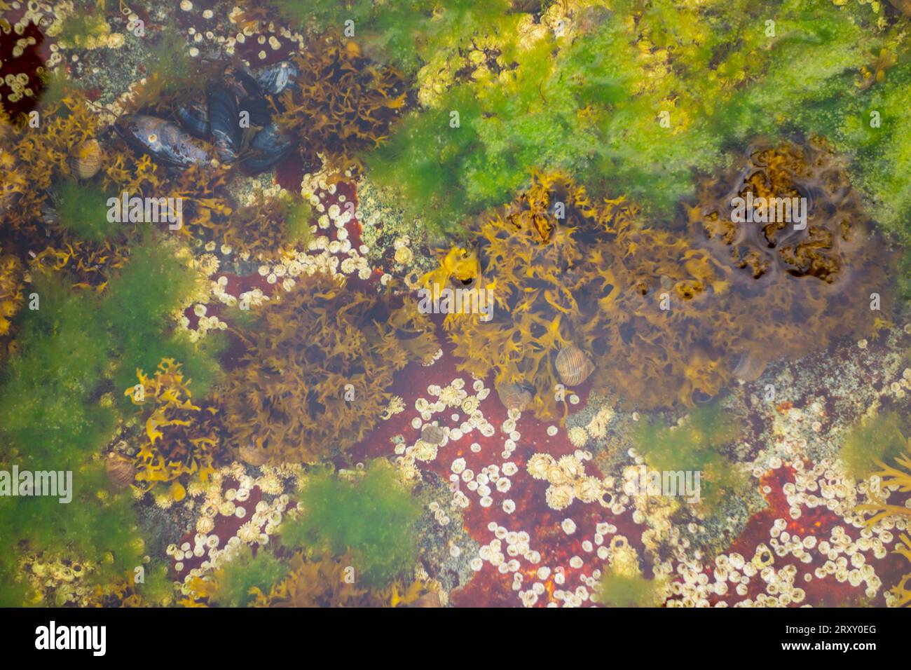 Colorful tide pools in Acadia National Park in Bar Harbor Maine Stock ...
