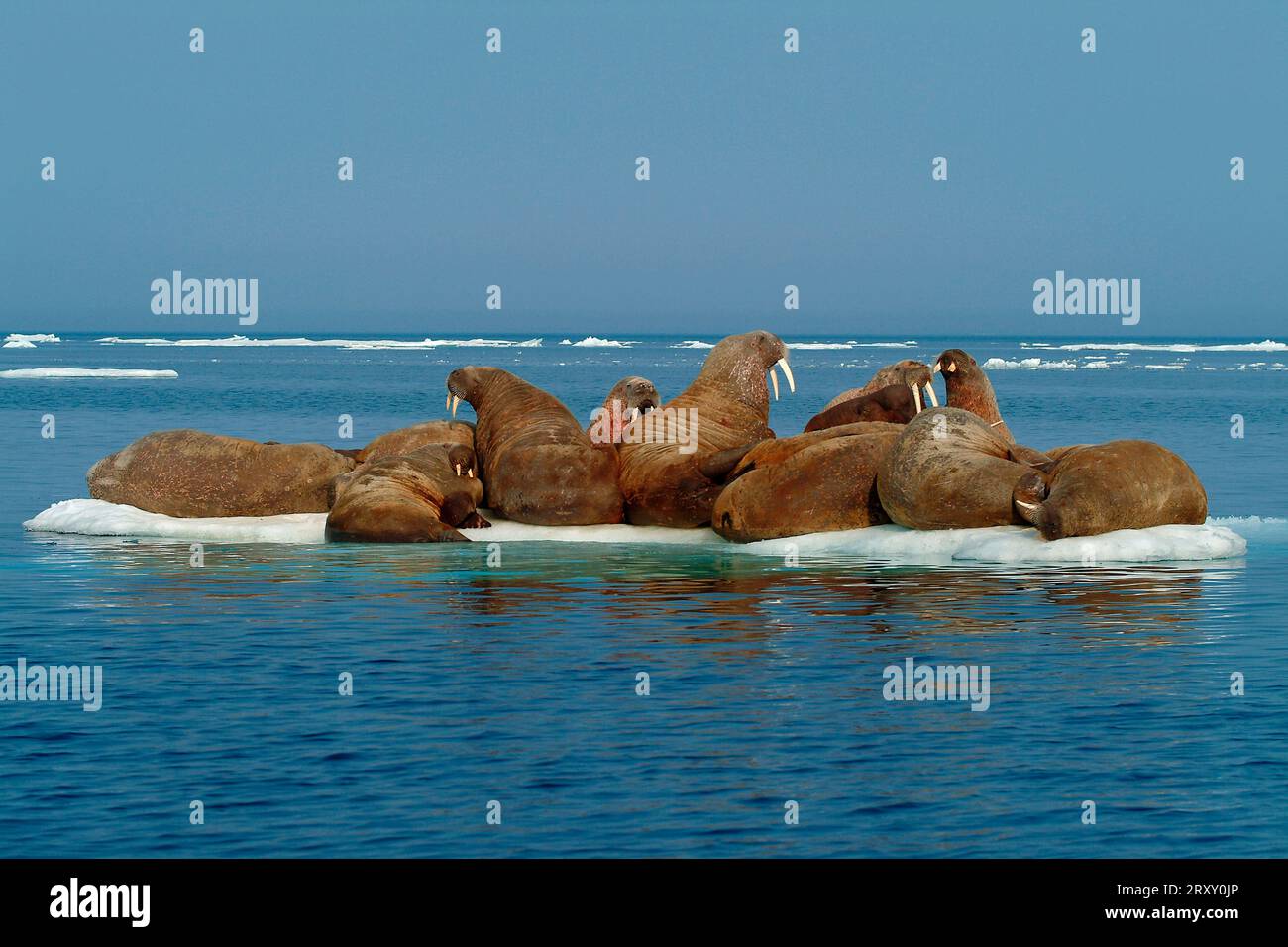 Walruses on ice floe, Nunavut Territory, Canada, Walruses (Odobenus ...