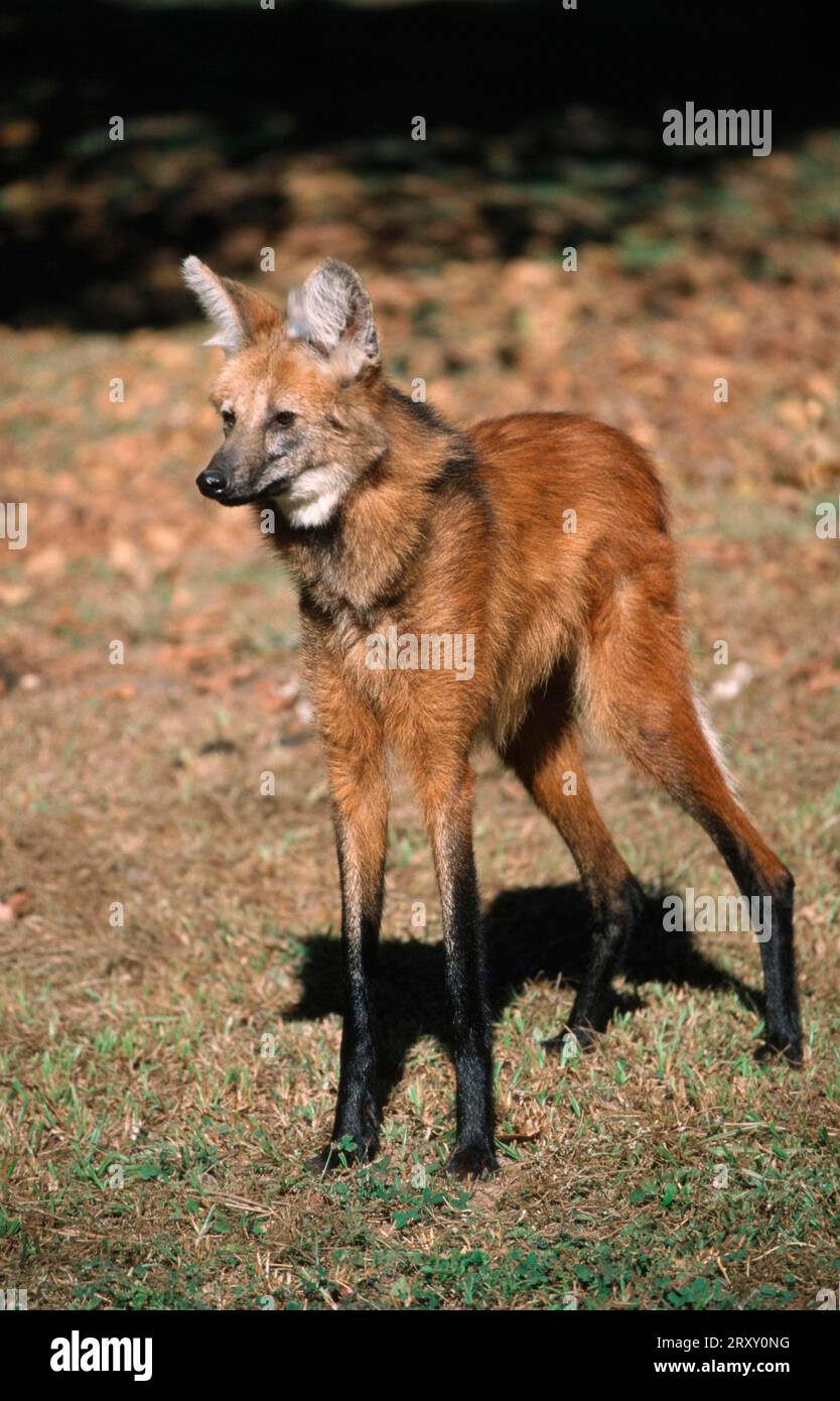 Maned wolf (Chrysocyon brachyurus), Pantanal, Brazil Stock Photo - Alamy