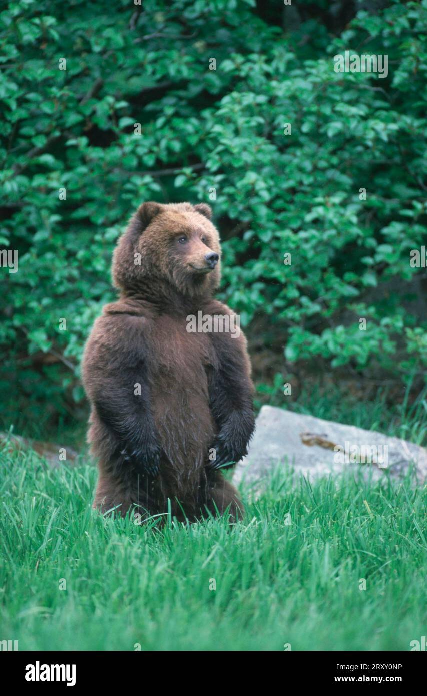 Grizzly bear (Ursus arctos horribilis), female, Lake Clark National ...