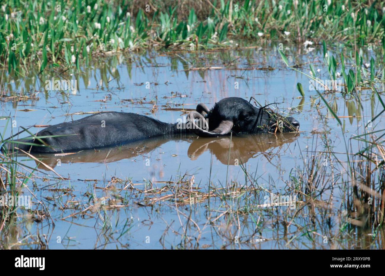 Water Buffalo (Bubalus arnee), Buffalo, Pantanal, Brazil, water buffalo ...