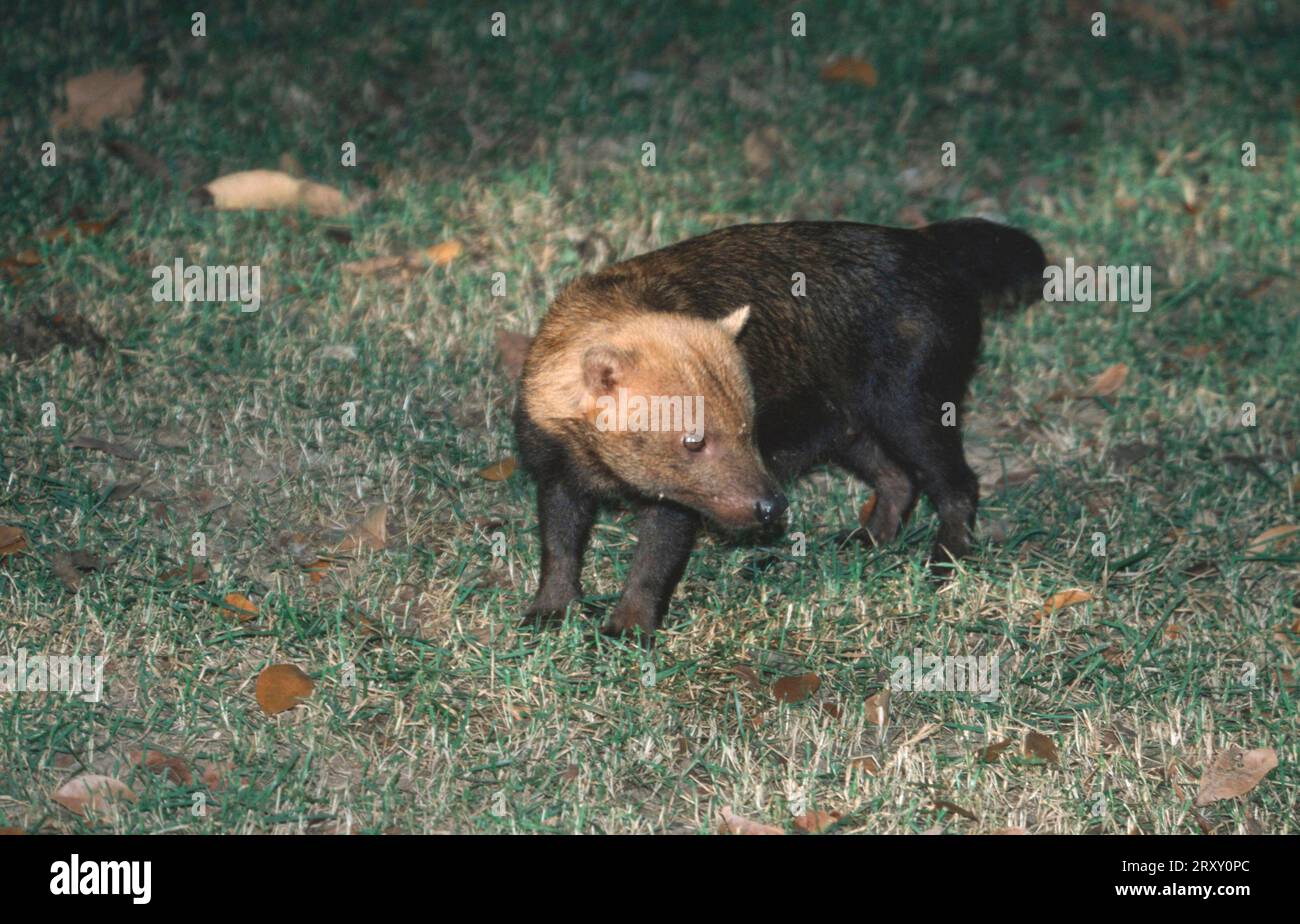 South american bush dog hi-res stock photography and images - Alamy