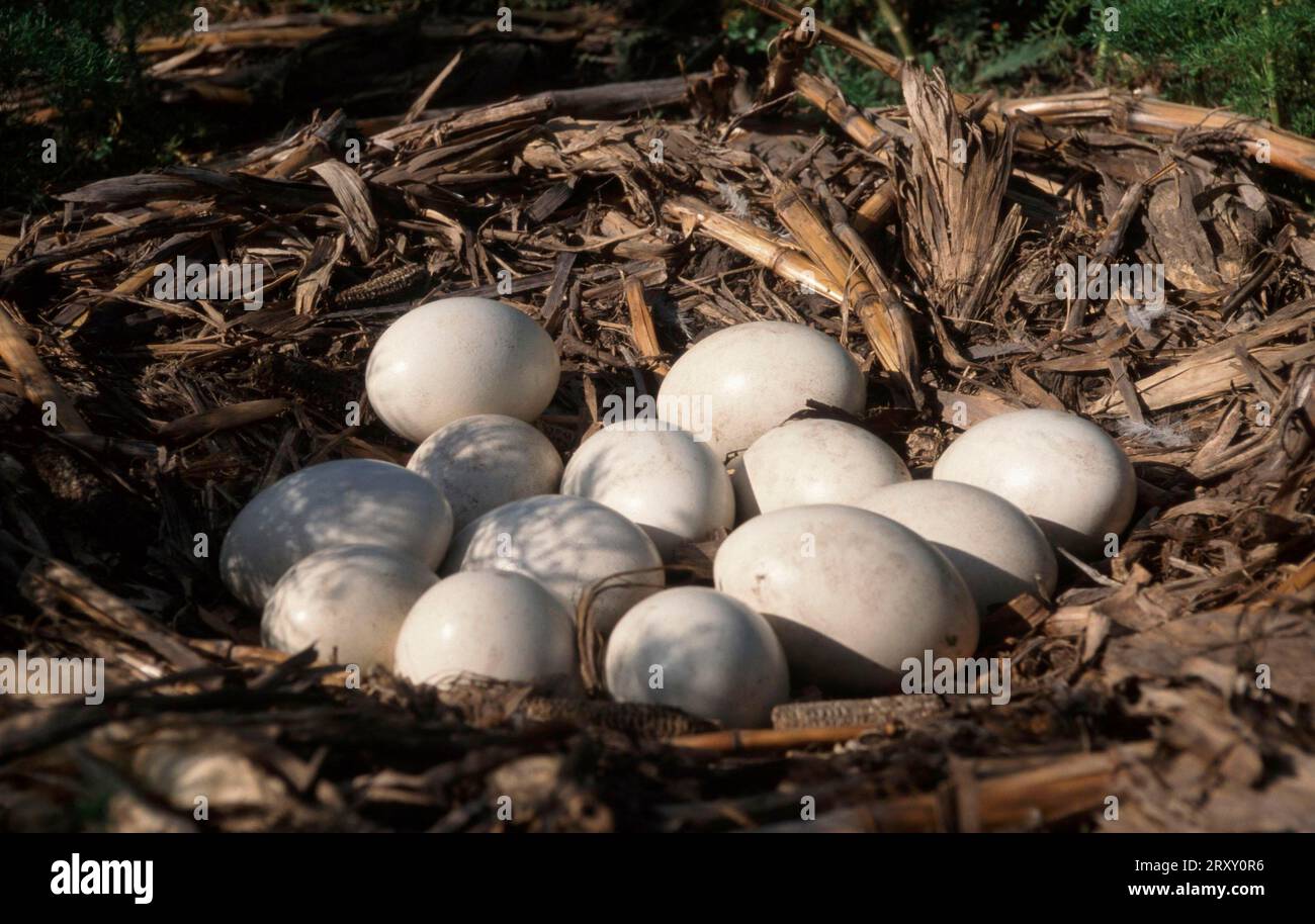 American Rhea (Rhea americana), eggs at nest, province Entre Rios ...