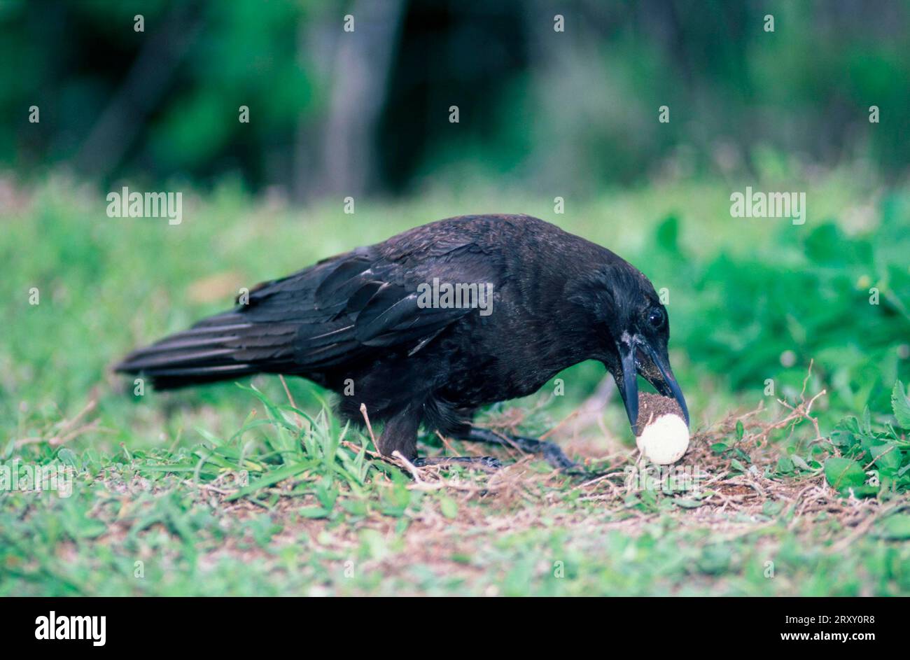 American crow egg hi-res stock photography and images - Alamy