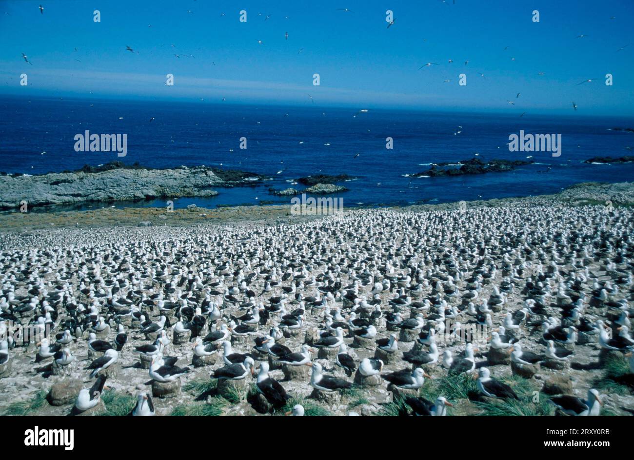 Black-browed Albatross colony, Steeple Jason Island, Falkland Islands ...