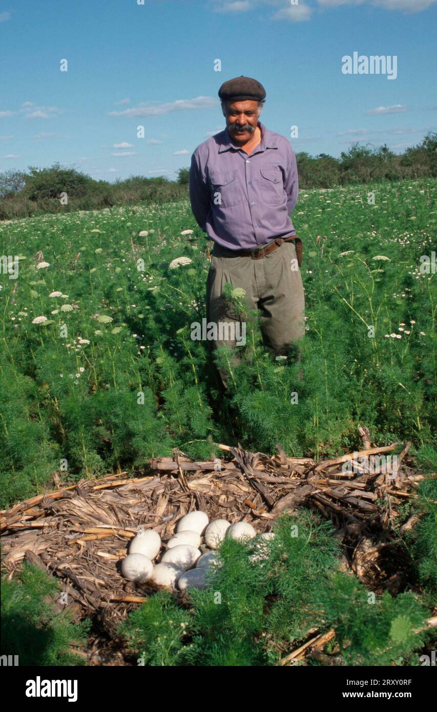 Farmer with nest and eggs of American Rhea (Rhea americana), province ...
