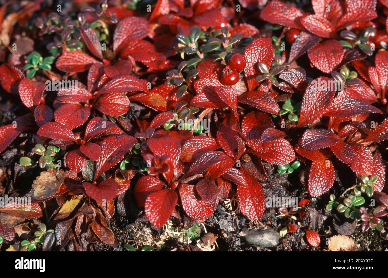 Bearberry, Brooks Range, Alaska (Arctostaphylos), USA Stock Photo - Alamy