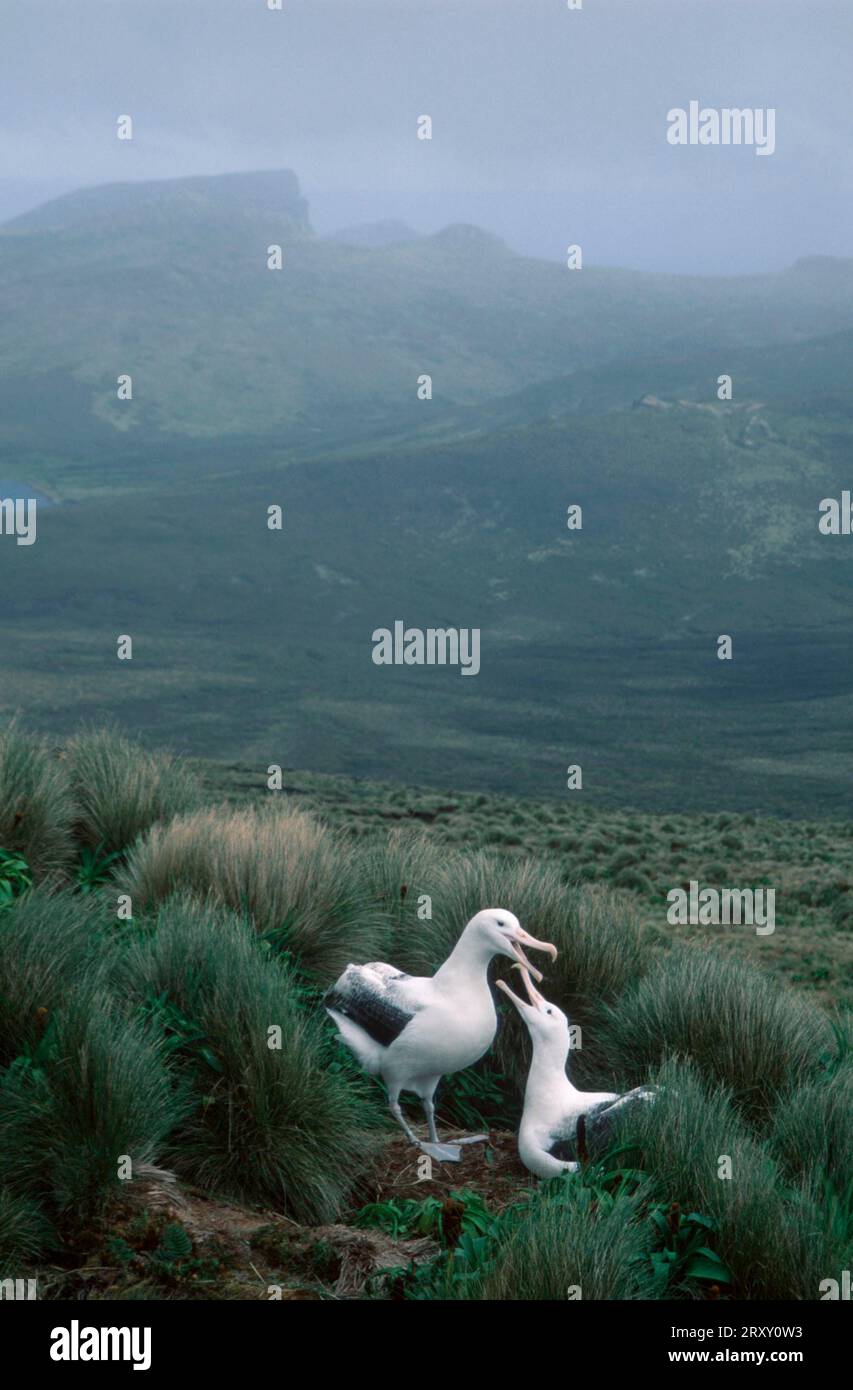 Royal Albatrosses at nest, Auckland Islands, New Zealand, Royal ...