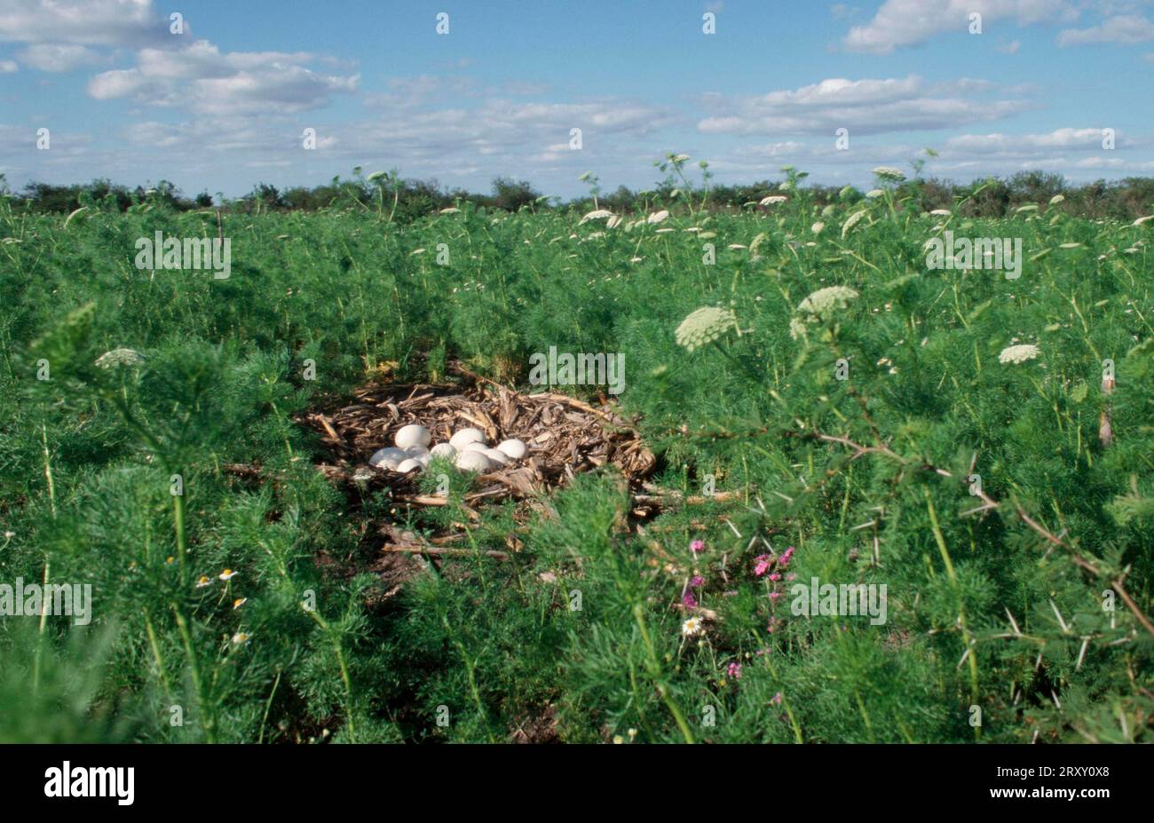 American Rhea (Rhea americana), eggs at nest, province Entre Rios ...