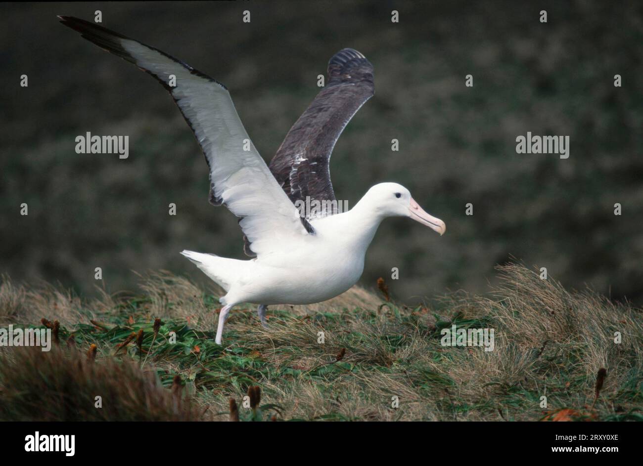 Royal Albatross, young, Auckland Islands, New Zealand, southern royal ...