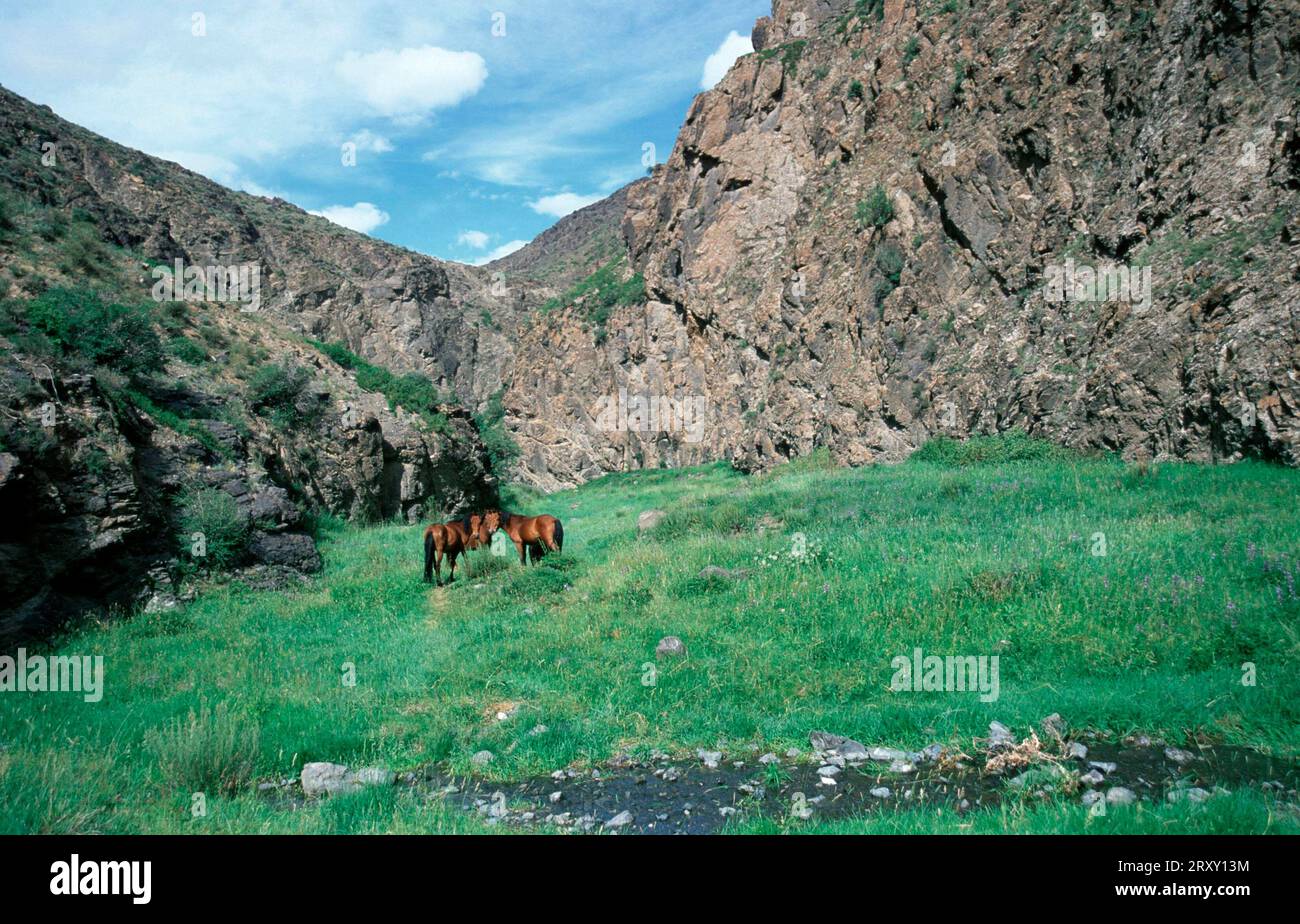 Horses in the Yol Gorge, Altai Mountains, Mongolia Stock Photo - Alamy