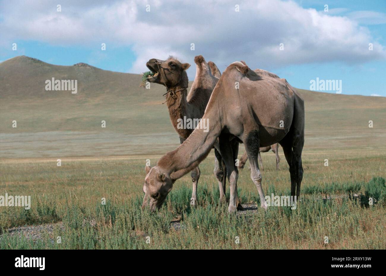 Domestic two humped camels hi-res stock photography and images - Alamy