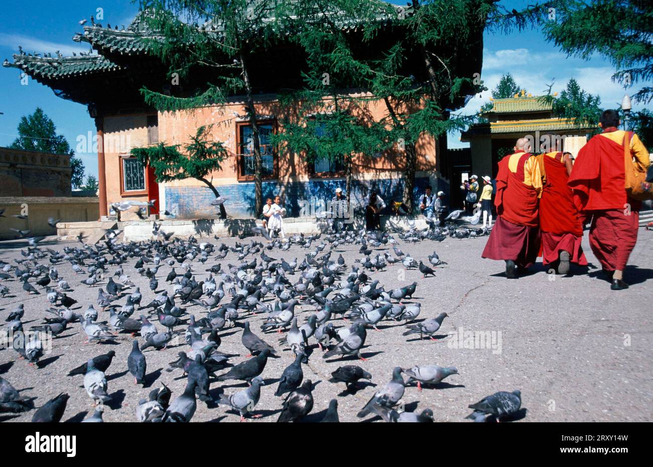 Buddhist monk and pigeons hi-res stock photography and images - Alamy
