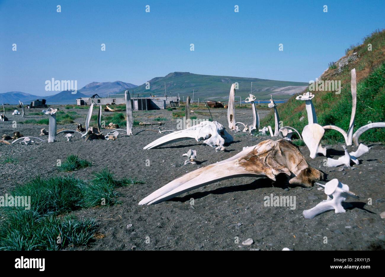 Whale bones on the beach, Yanrakino village, Chukotka province, Russia ...