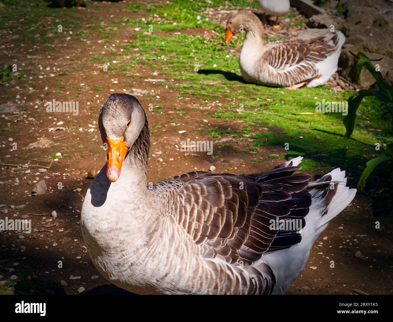 Goose bird close-up under sunlight Stock Photo - Alamy