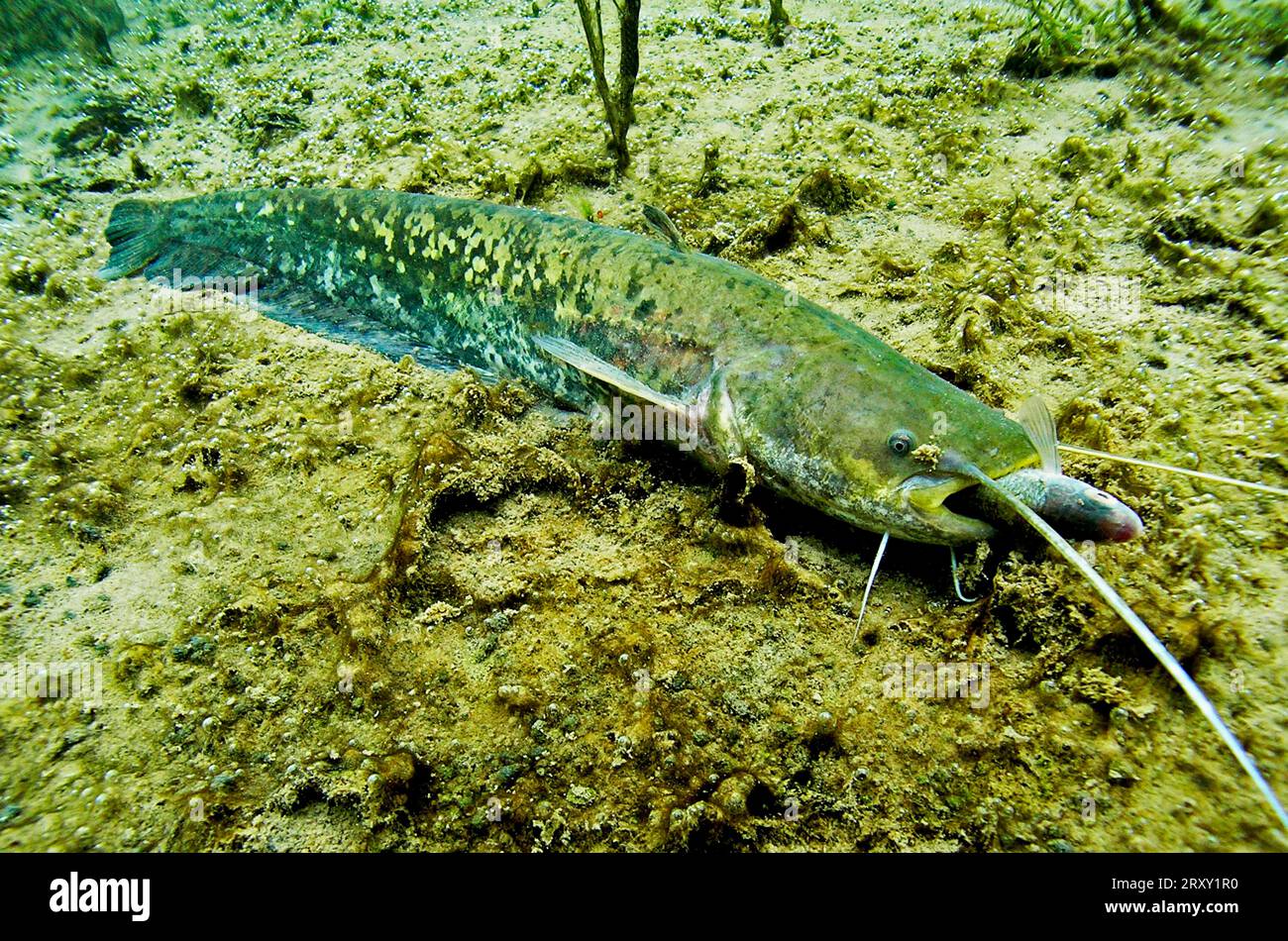 Wels catfish (Silurus glanis) eats roach, Baden-Wuerttemberg, Germany ...