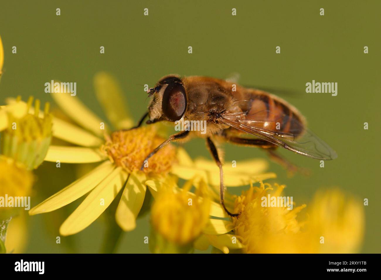 Dronefly (Eristalis tenax), mud fly, large bee hoverfly Stock Photo - Alamy