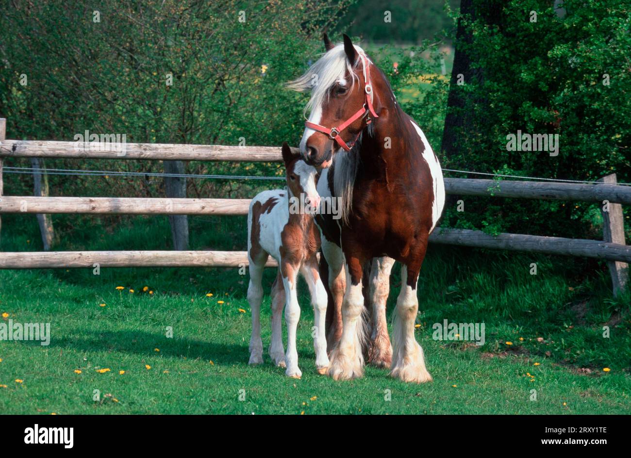 Irish Tinker ponies, mare with foal Stock Photo - Alamy
