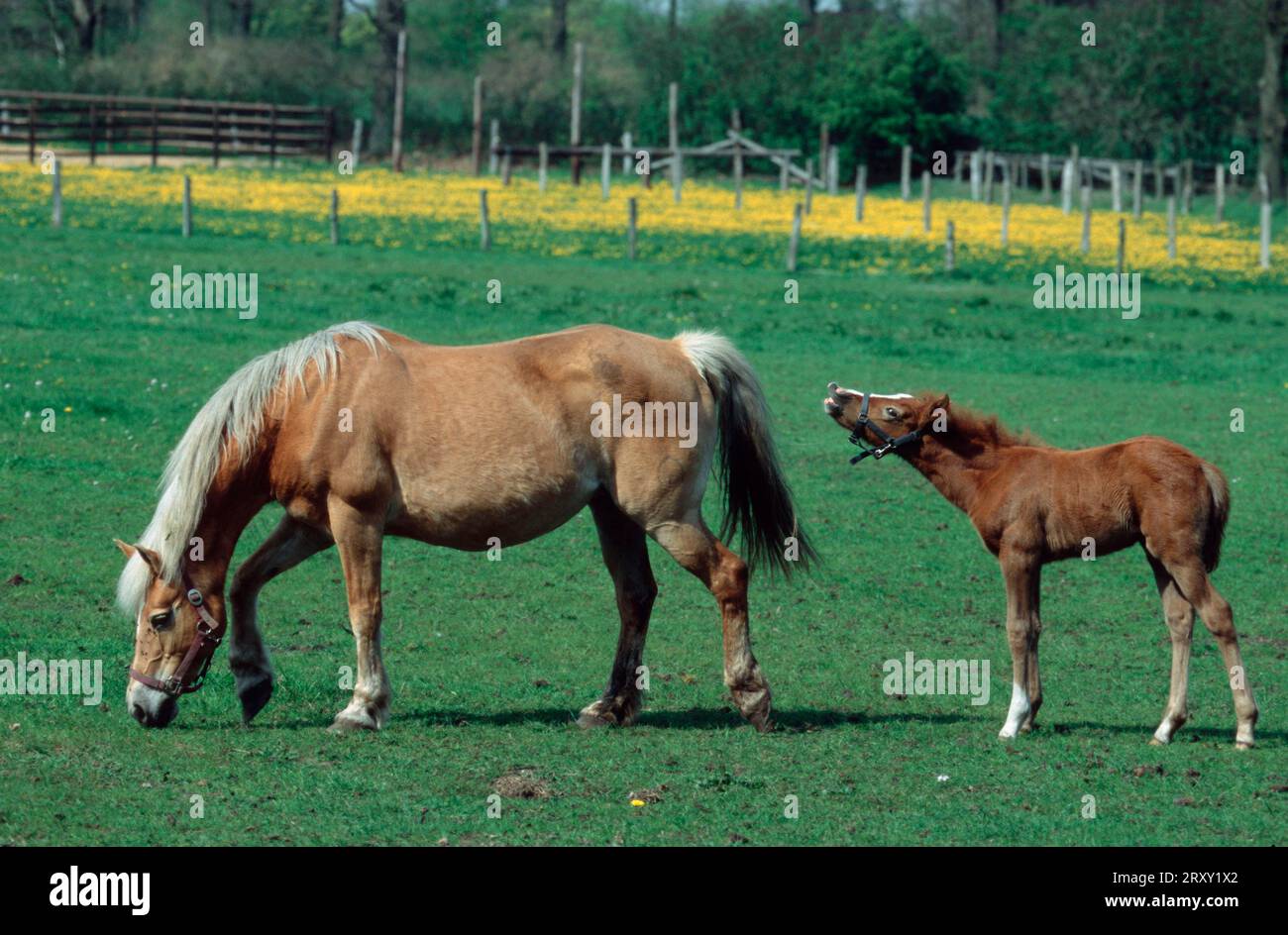 Two horses breed haflinger hi-res stock photography and images - Alamy