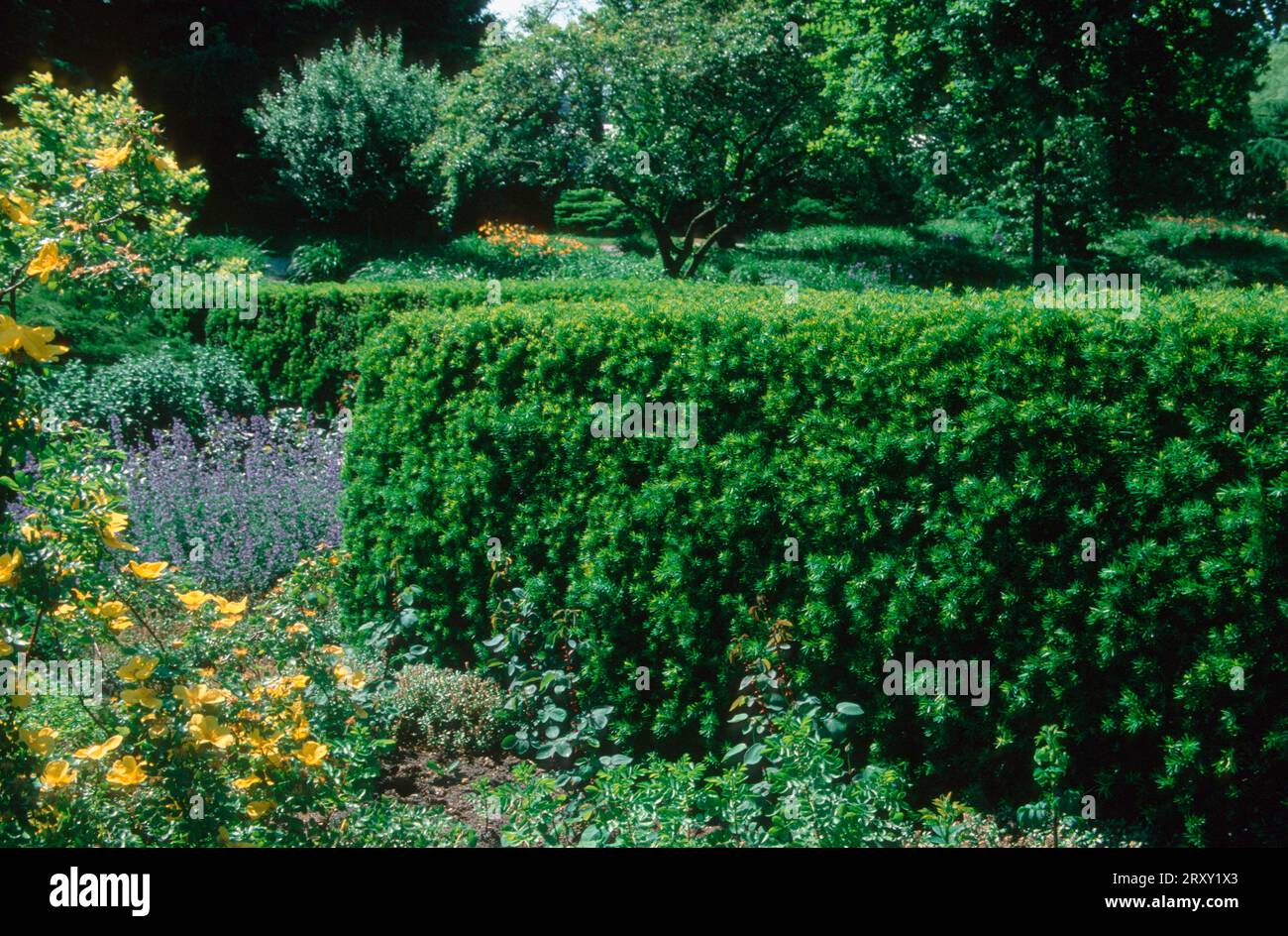 Common Yew hedge, Germany (Taxus baccata Stock Photo - Alamy