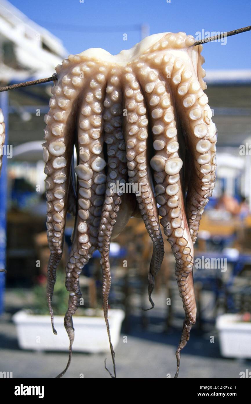 Octopus, Naxos Island, Cyclades, Greece Stock Photo - Alamy
