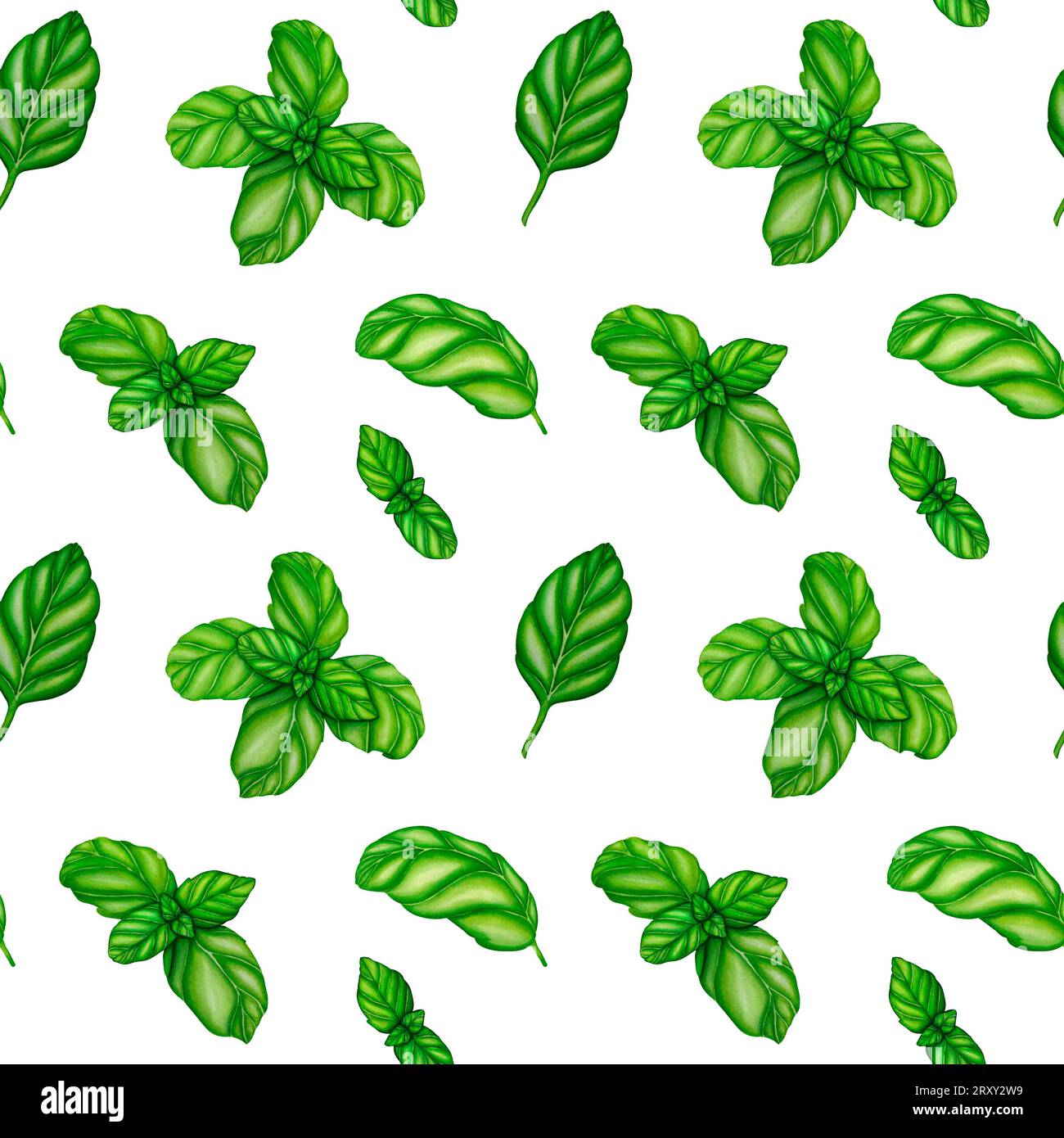 Basil drawing seamless pattern. Isolated plant with leaves background ...