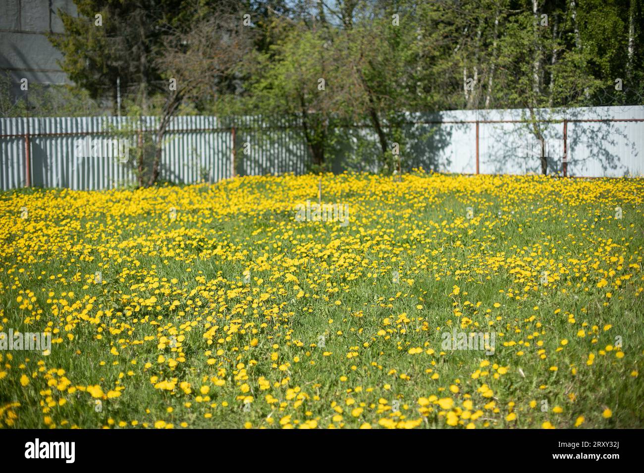 Yellow field with dandelions on territory. Fence with vacant lot ...