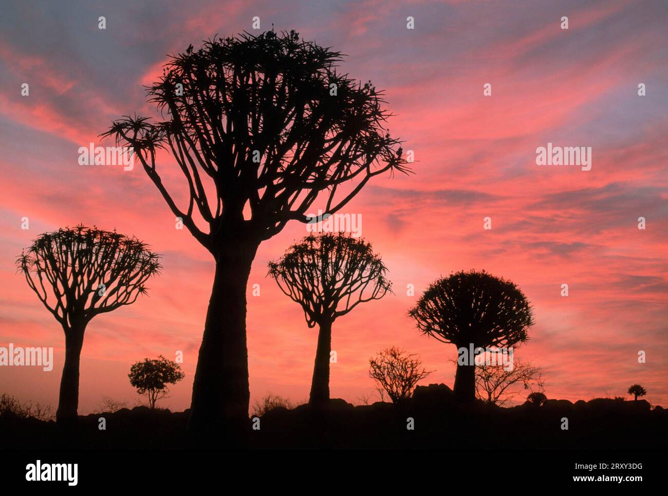 Quiver Trees (Aloe dichotoma), Quiver trees Namiba, Quiver Tree ...