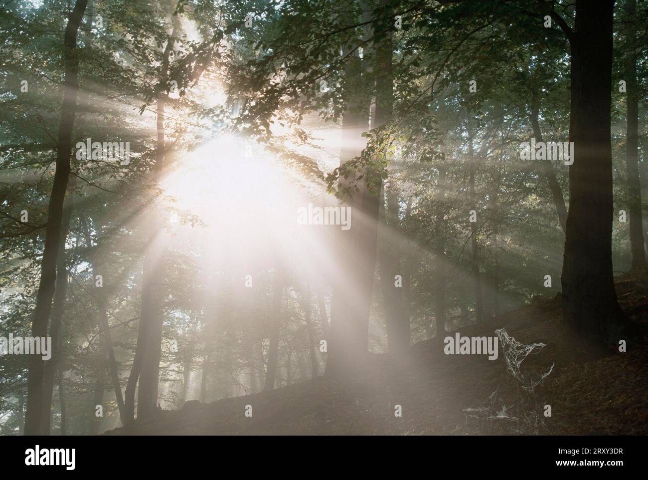 Sunrayes shining through deciduous forest, nationalpark Kellerwald ...