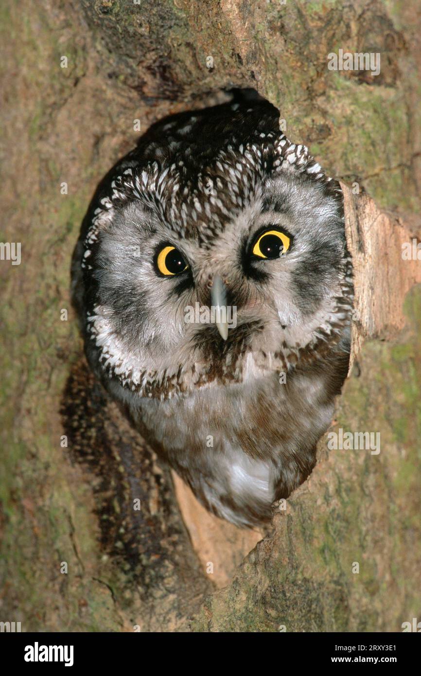 Tengmalm's owl (Aegolius funereus Stock Photo - Alamy