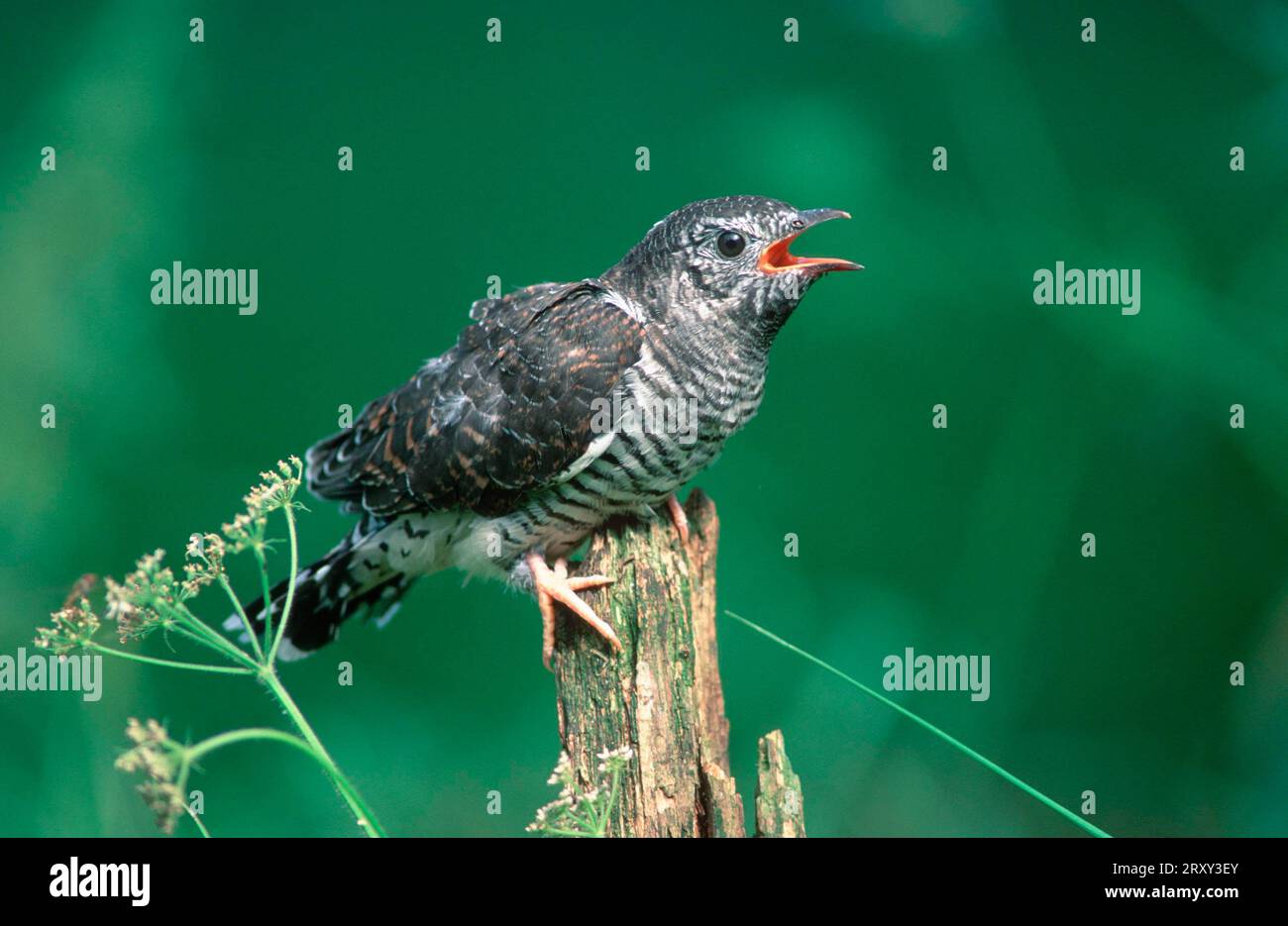 Common cuckoo (Cuculus canorus), young bird, Hesse, Germany Stock Photo ...