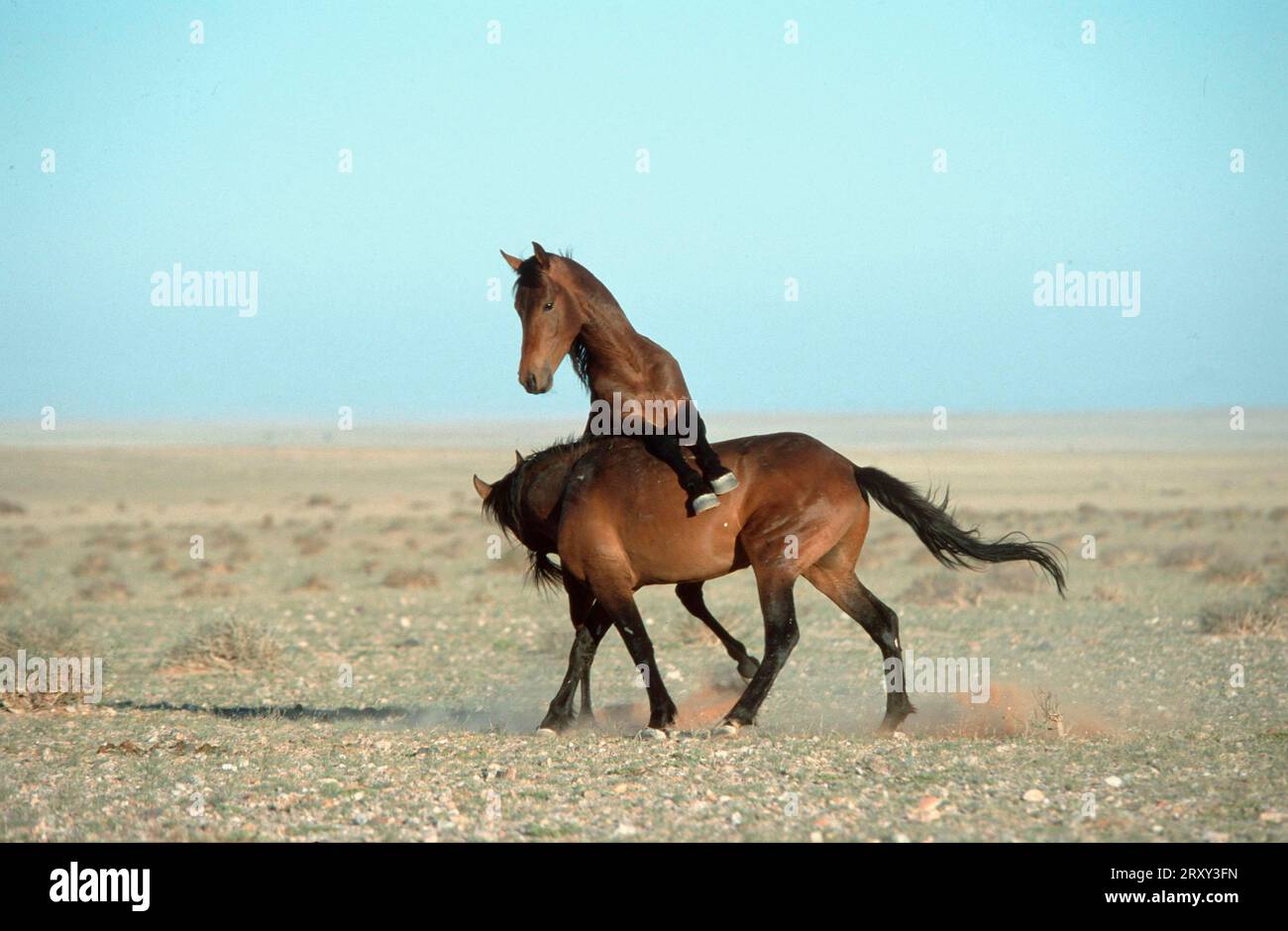 Wildhorses, fighting, desert stallion, stallion, stallion, ia, fighting ...