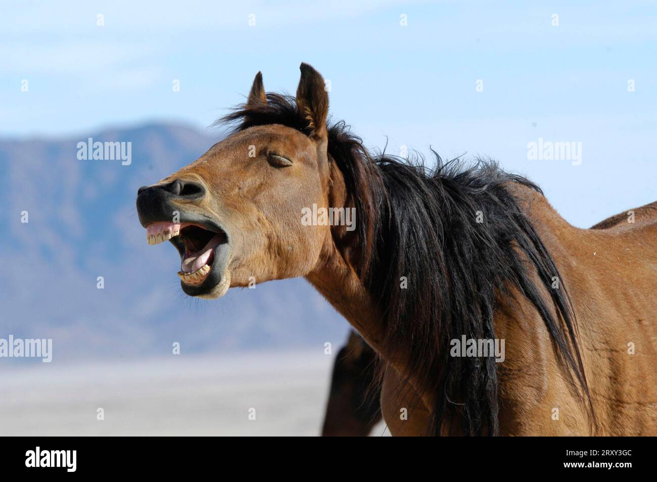Flehmen horse hi-res stock photography and images - Alamy
