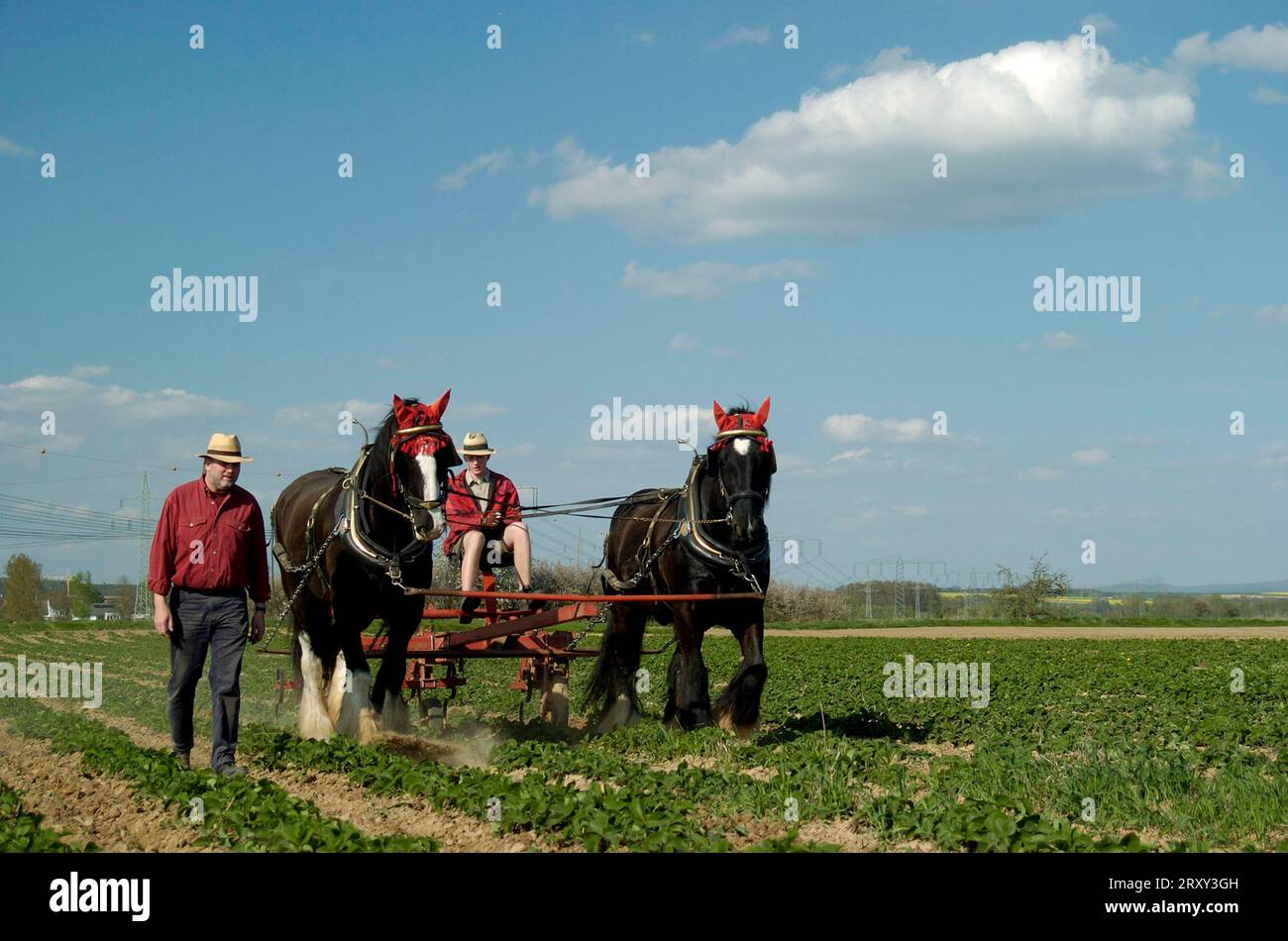 Farmer ploughing with Shire Horses, Hesse, Germany Stock Photo - Alamy