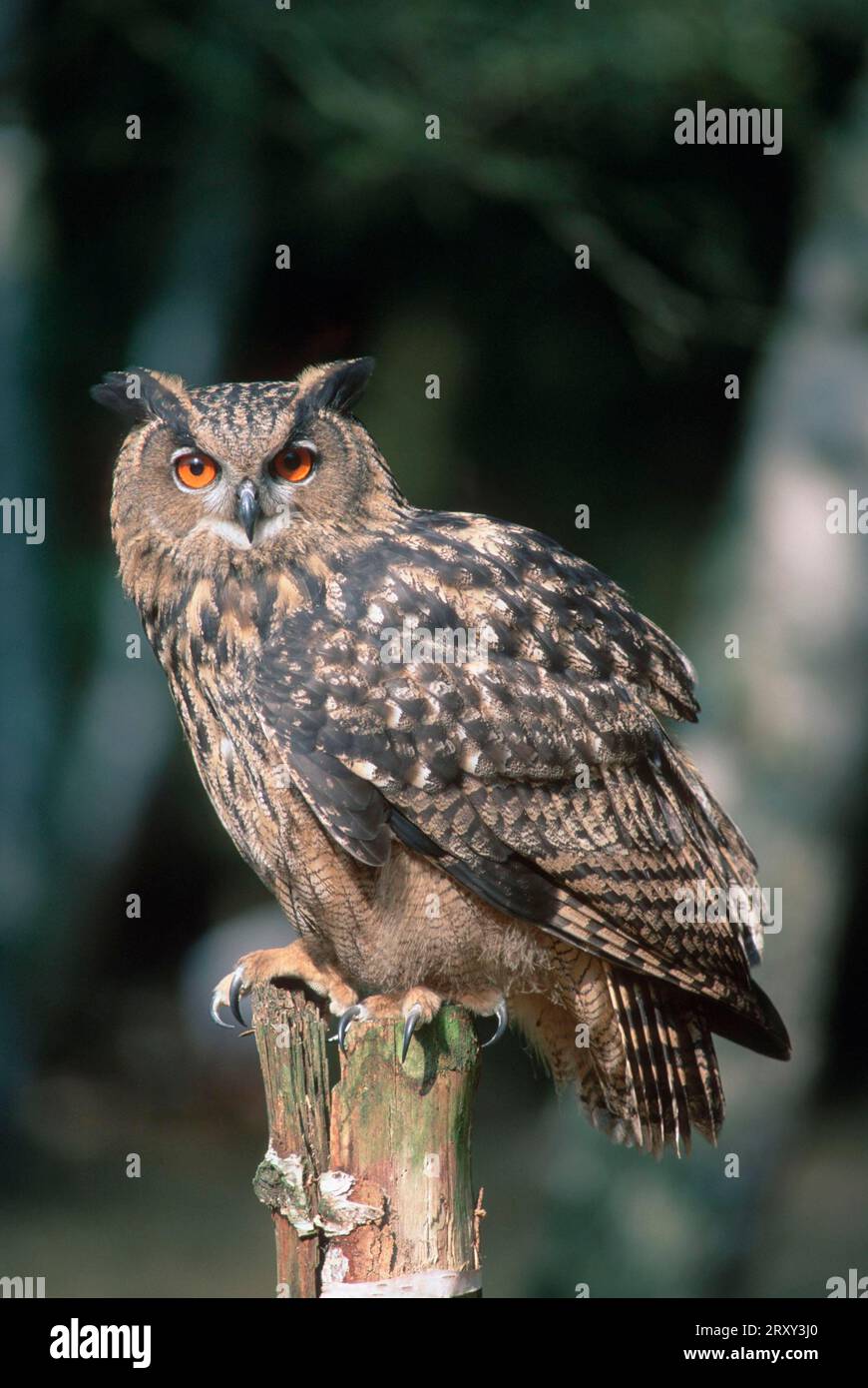 European eagle owl bubo bubo city hi-res stock photography and images ...