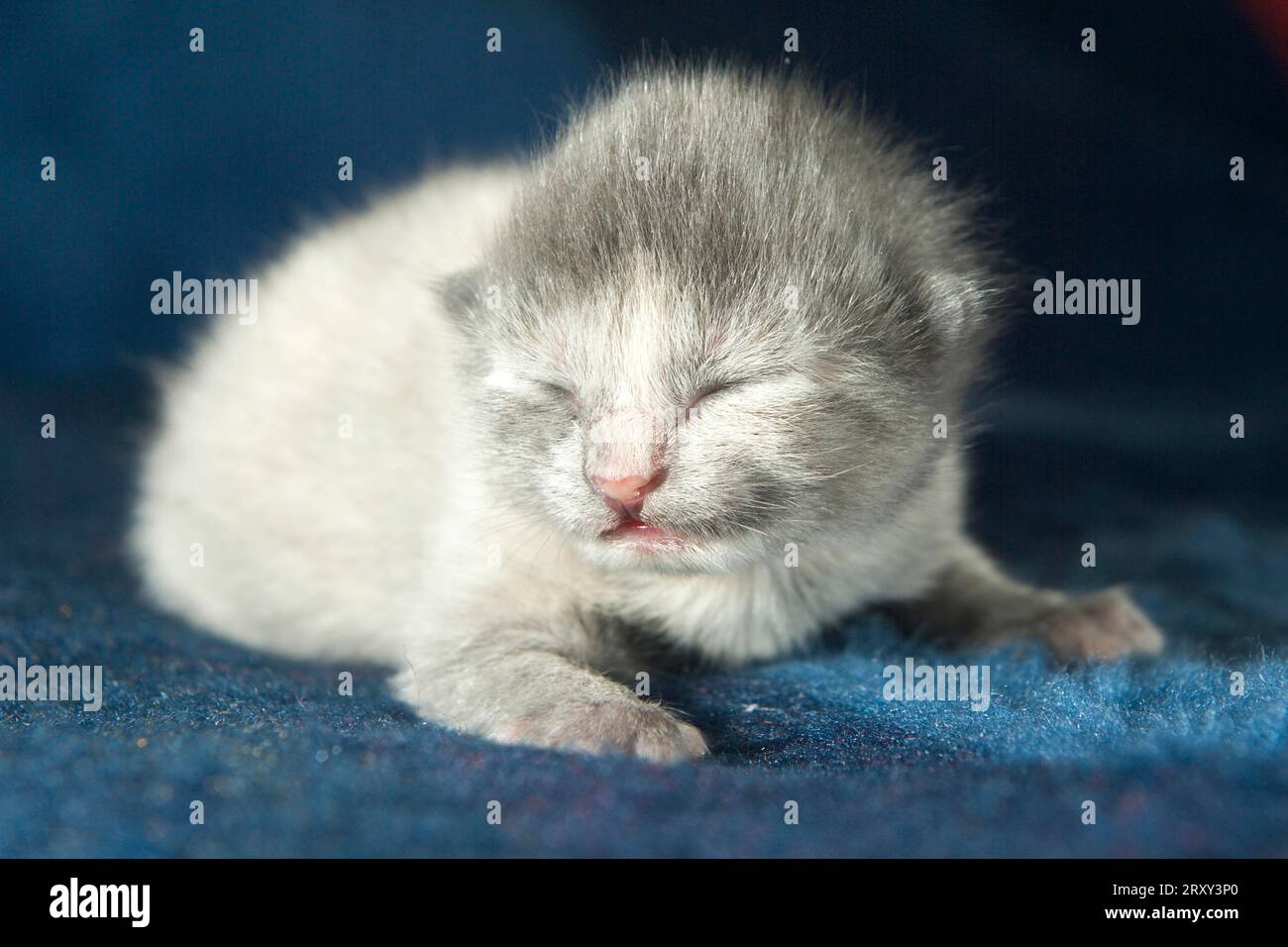 Infant cat hi-res stock photography and images - Alamy
