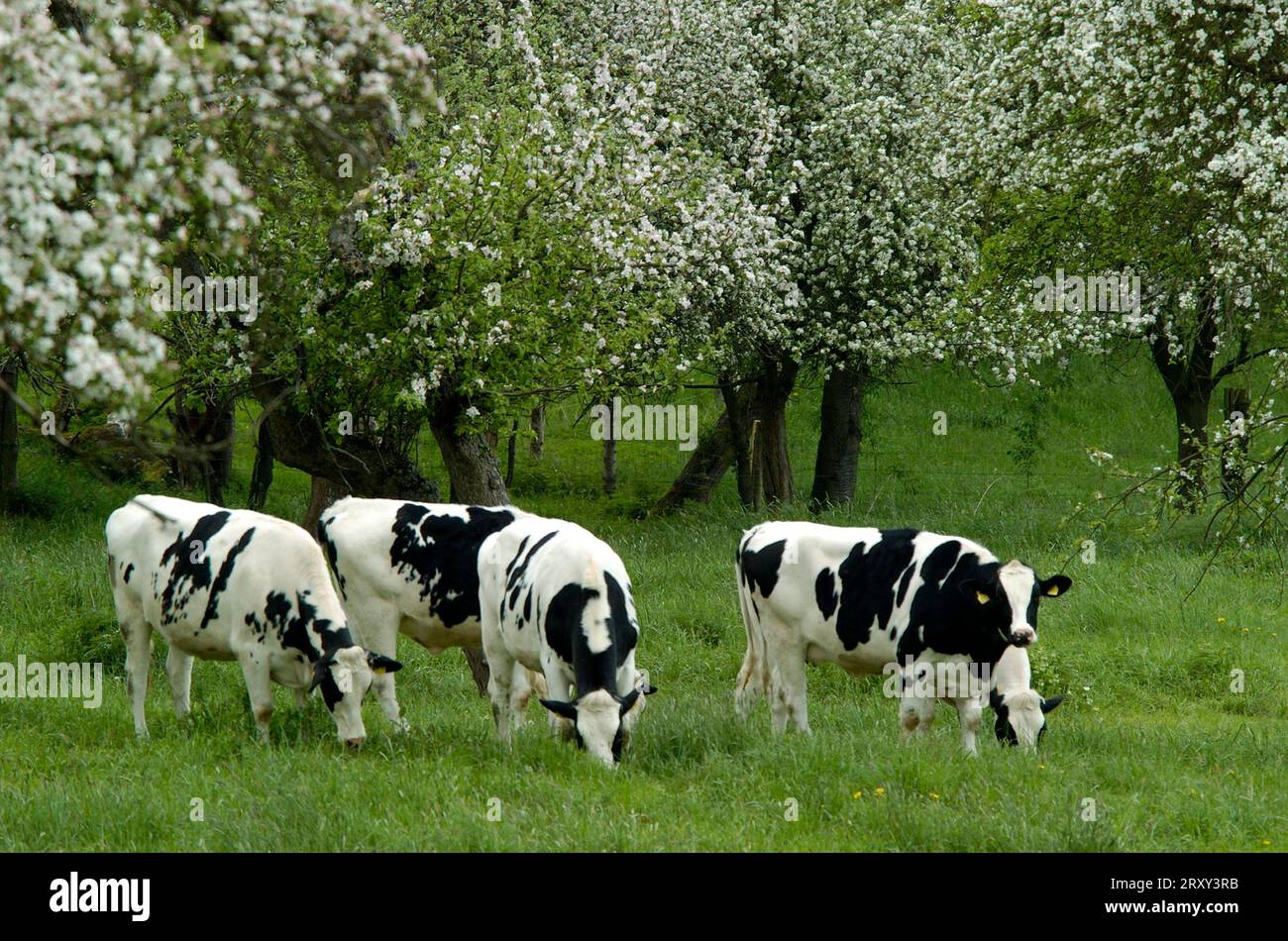Domestic cattle, cows on meadow, Hesse, cow, cows, Germany Stock Photo ...