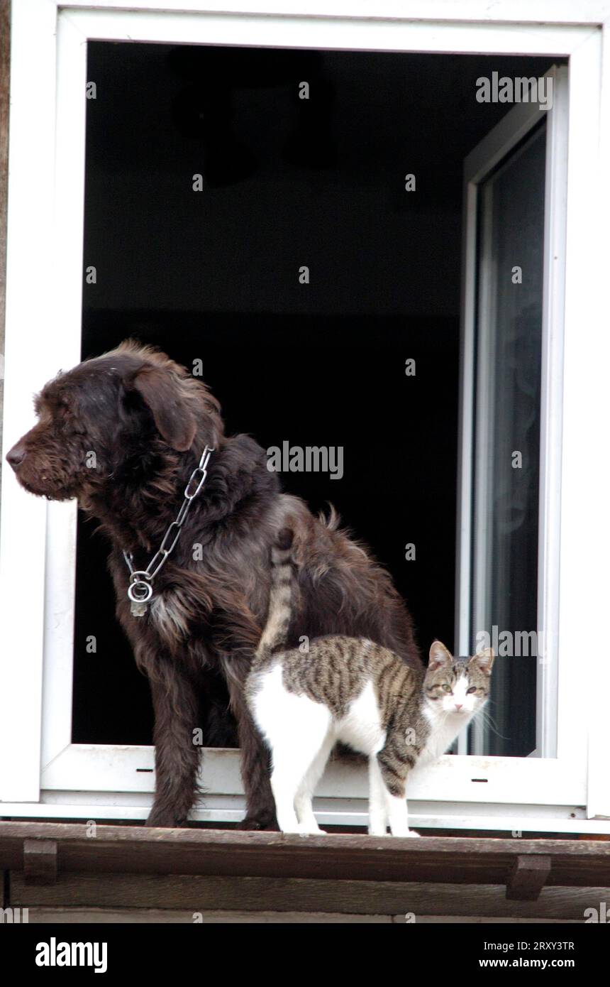 German wire hair and house cat at open window, Hesse, Germany Stock ...