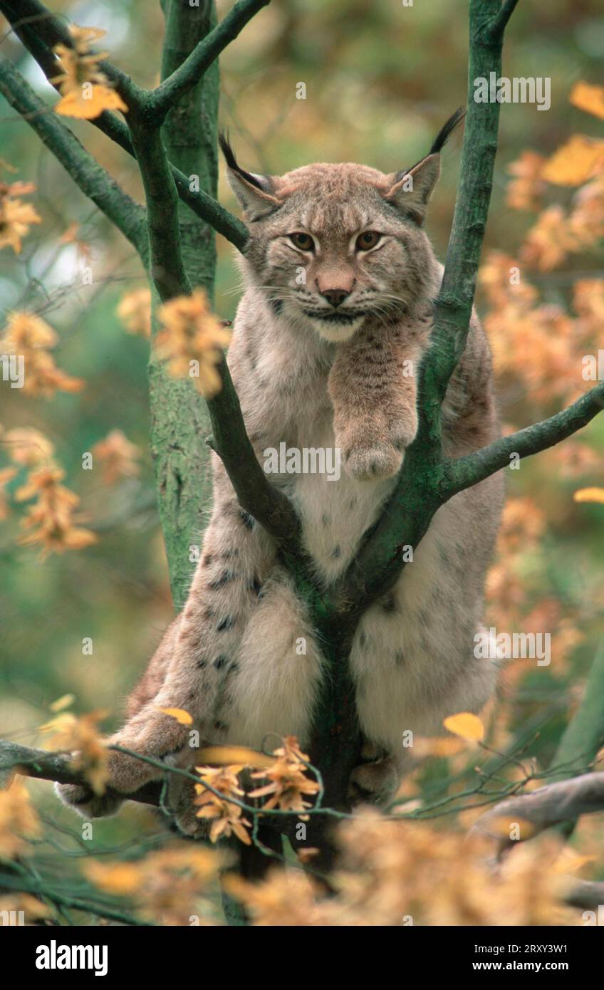 European lynx in tree (Felis lynx), European lynx Stock Photo - Alamy